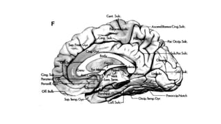 Frontal lobe anatomy and clinical application.pptx