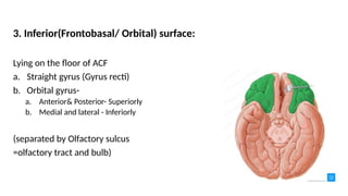 Frontal lobe anatomy and clinical application.pptx