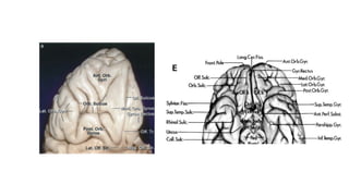 Frontal lobe anatomy and clinical application.pptx