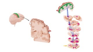 Frontal lobe anatomy and clinical application.pptx