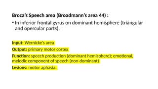 Frontal lobe anatomy and clinical application.pptx