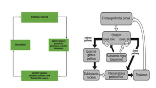 Frontal lobe anatomy and clinical application.pptx