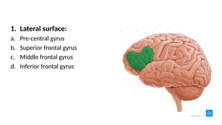 Frontal lobe anatomy and clinical application.pptx