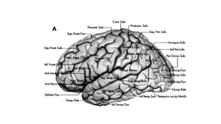 Frontal lobe anatomy and clinical application.pptx