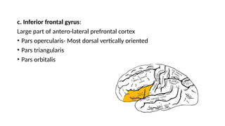 Frontal lobe anatomy and clinical application.pptx