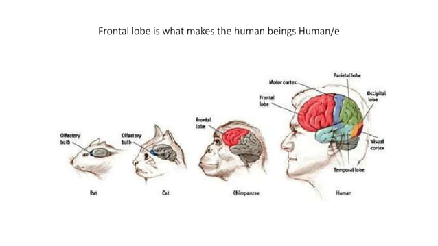 Frontal lobe cognitive functions | PPTX | Brain and Nervous System ...