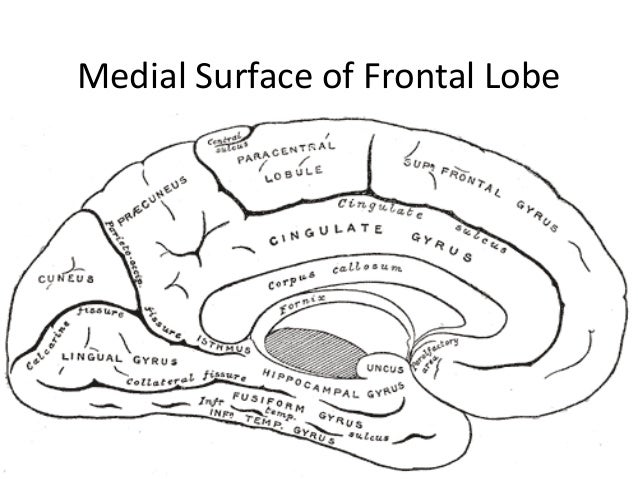 Frontal lobe dr. arpit
