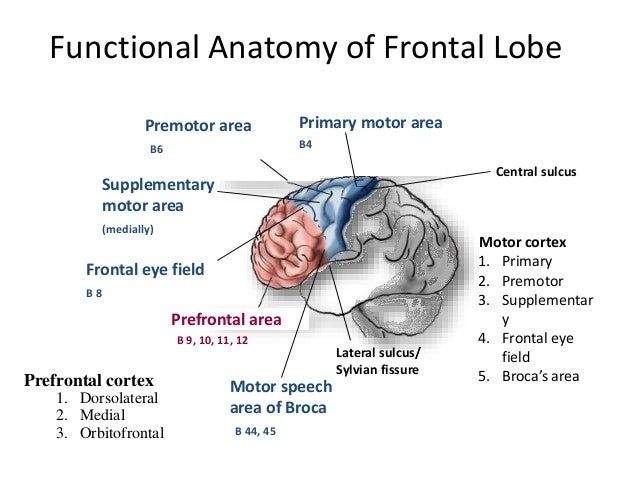 Frontal lobe dr. arpit