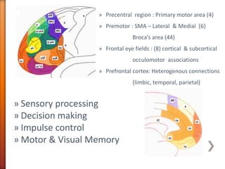 Frontal lobe epilepsy | PDF