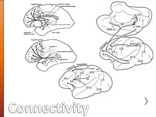 Frontal lobe epilepsy | PDF