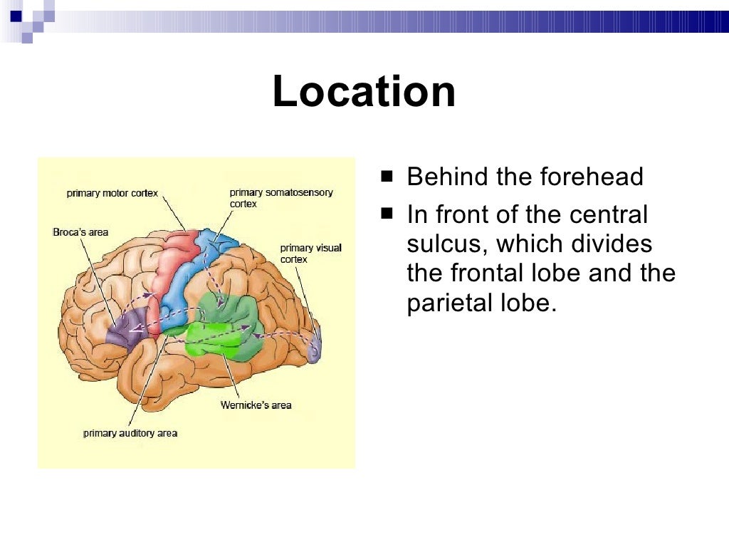 Frontal Lobe