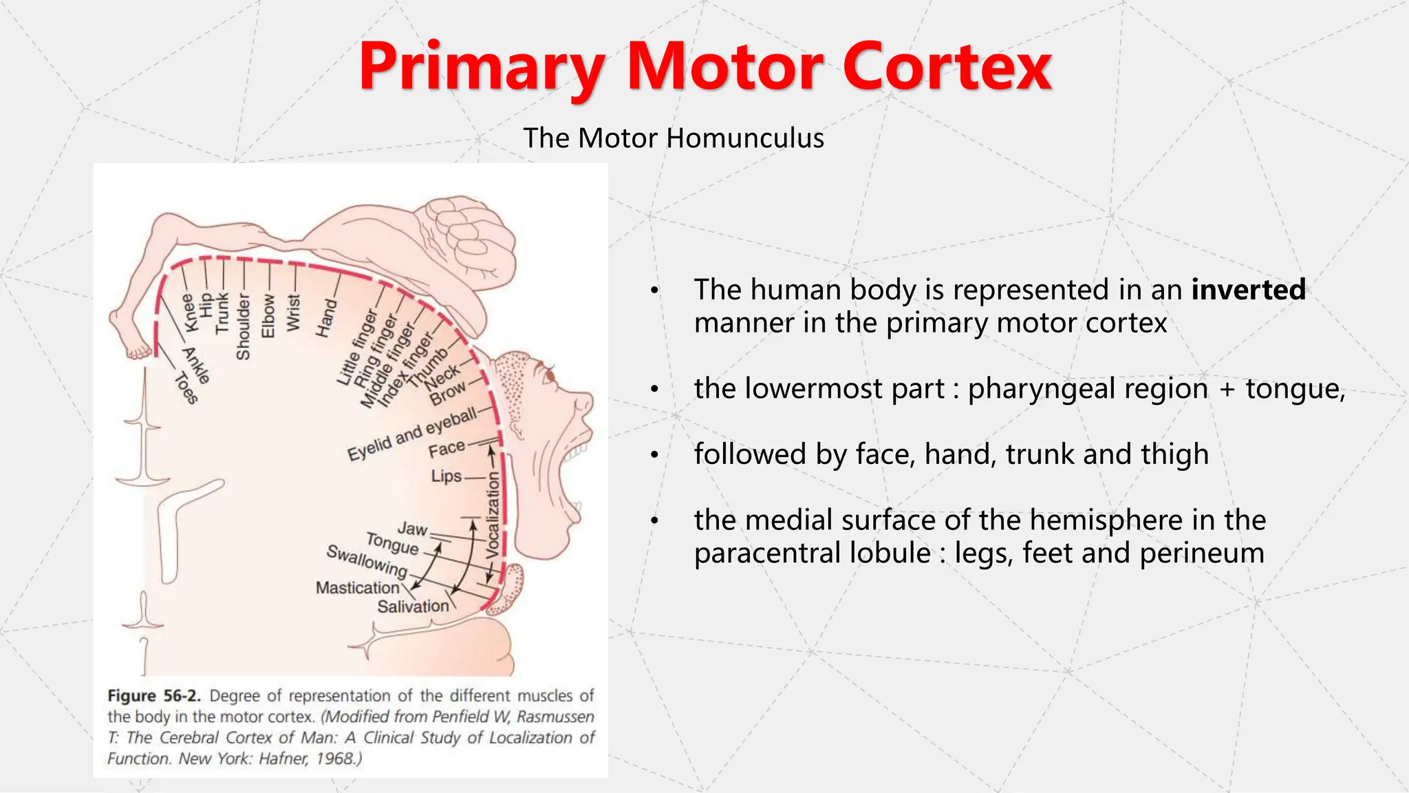 Frontal Lobe ppt Psychiatry ppt ppt.pptx