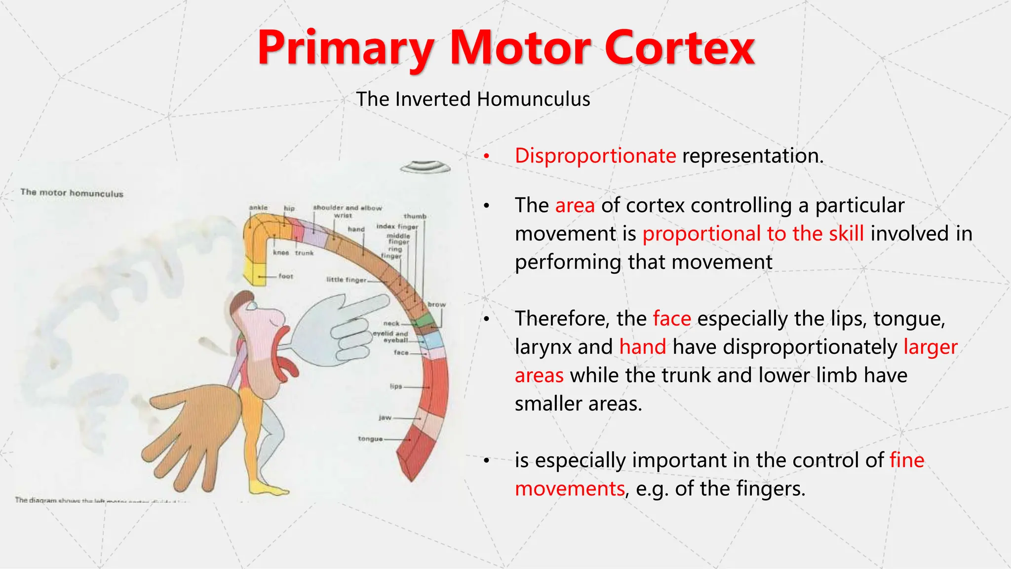 Frontal Lobe ppt Psychiatry ppt ppt.pptx