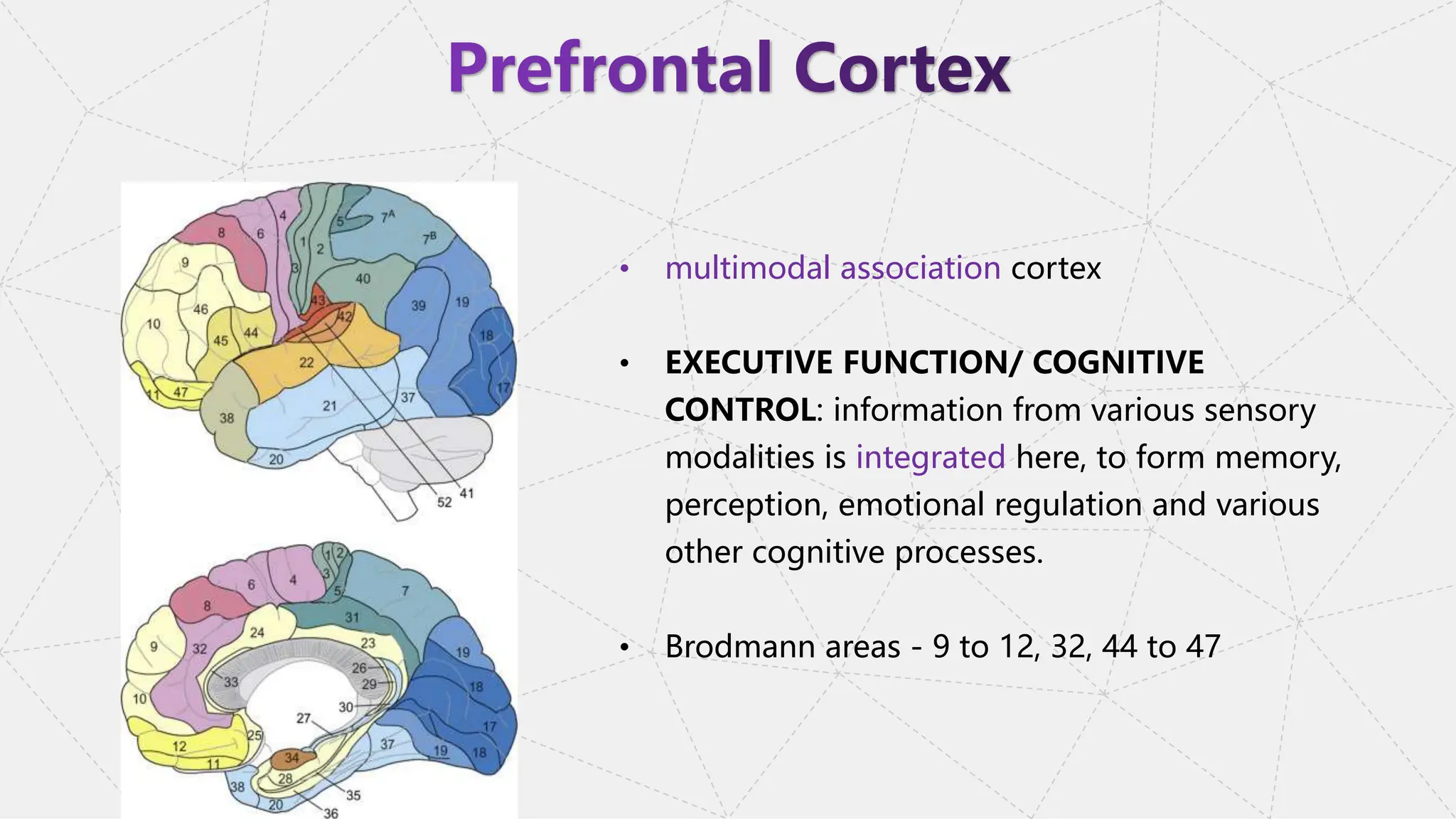 Frontal Lobe ppt Psychiatry ppt ppt.pptx