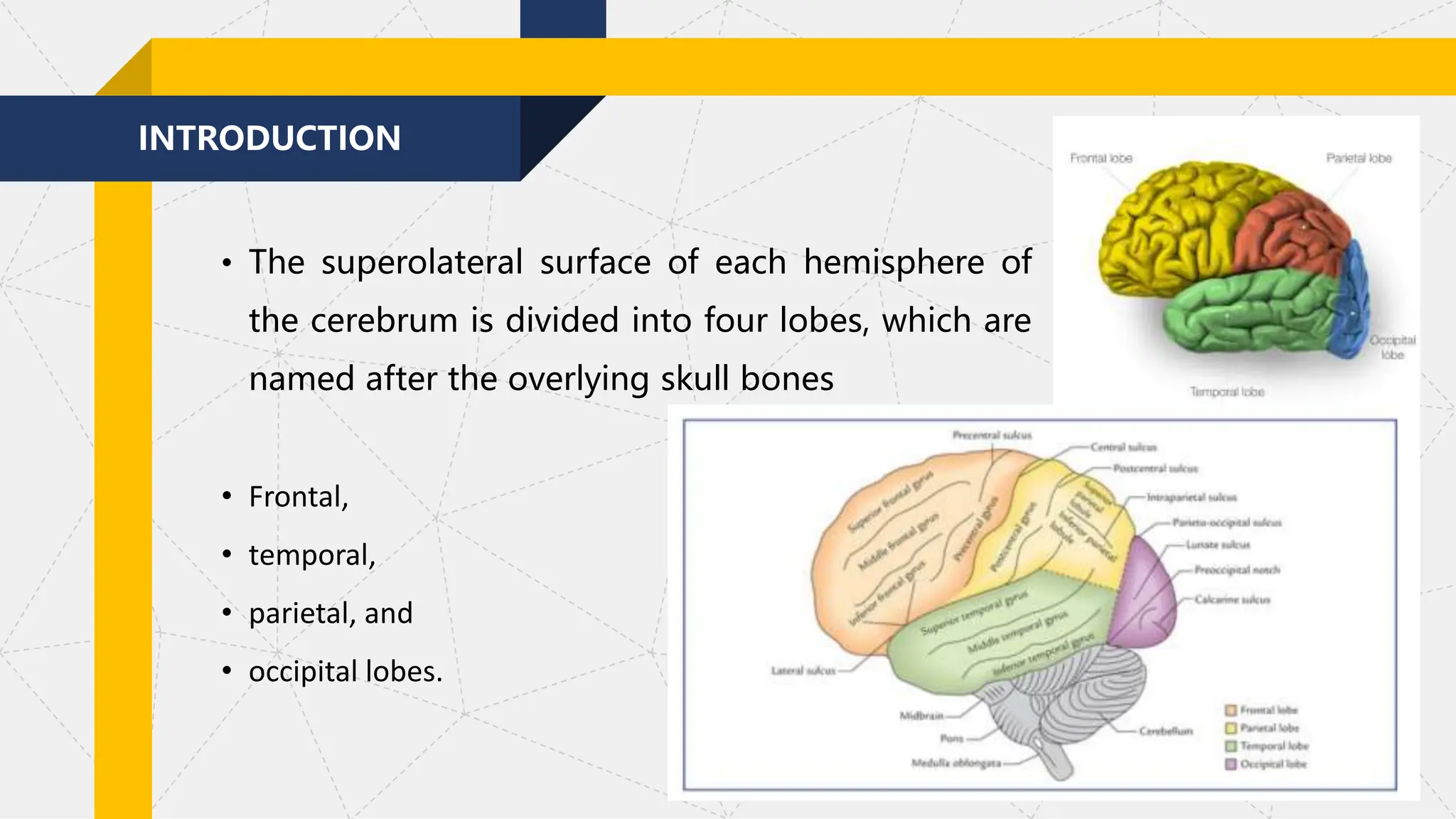 Frontal Lobe ppt Psychiatry ppt ppt.pptx