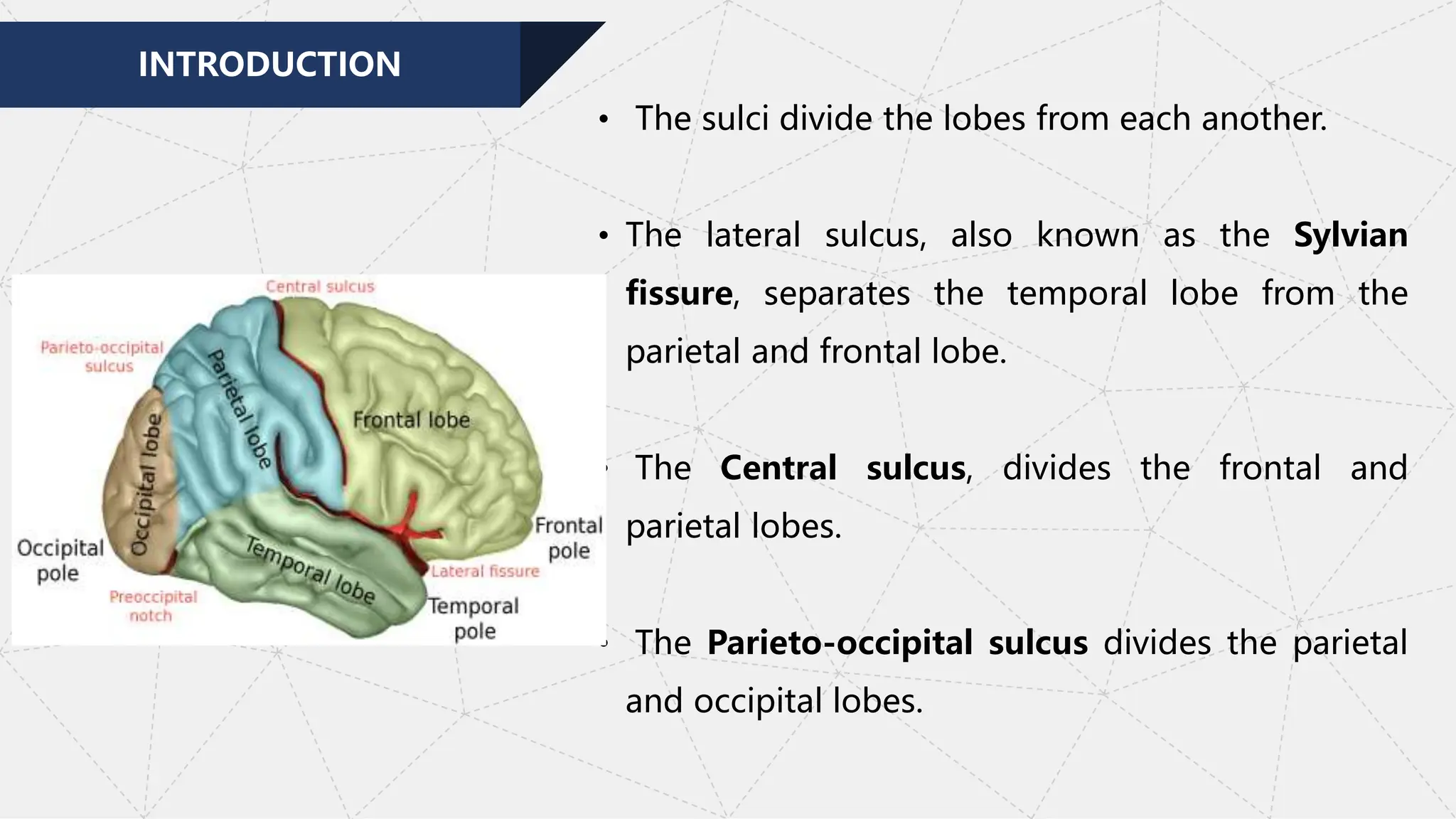 Frontal Lobe ppt Psychiatry ppt ppt.pptx | Brain and Nervous System ...