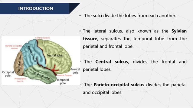 Frontal Lobe ppt Psychiatry ppt ppt.pptx