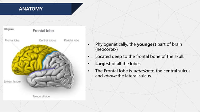 Frontal Lobe ppt Psychiatry ppt ppt.pptx