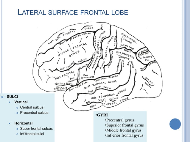 Frontallobe dr prashant mishra | PPT