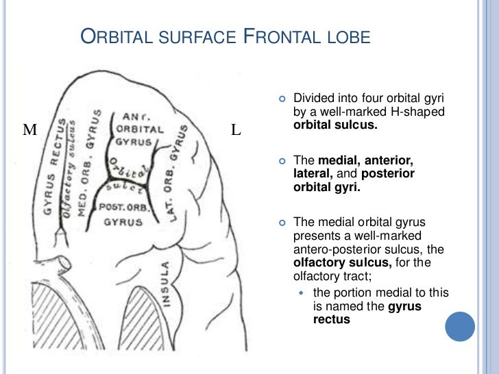 Frontallobe dr prashant mishra