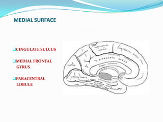 Frontal lobe &psychiatry- ppt | PPTX