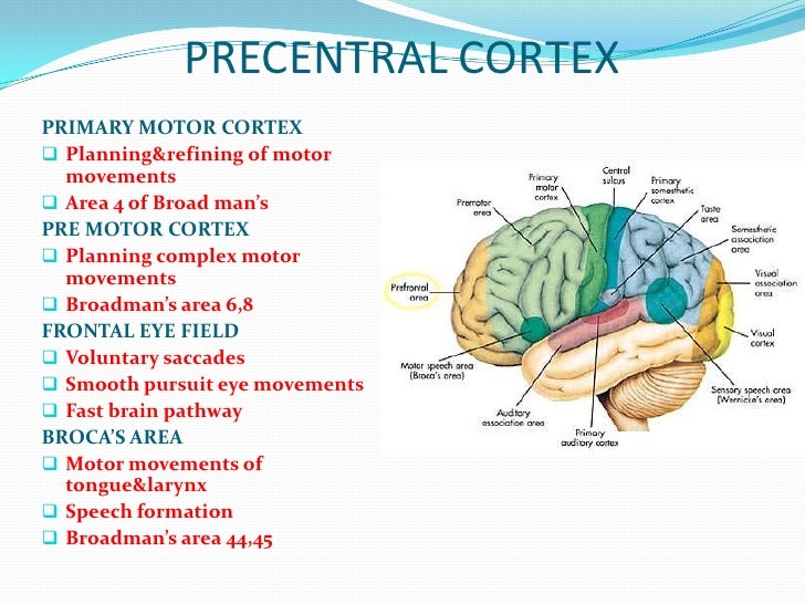 Frontal lobe &psychiatry- ppt