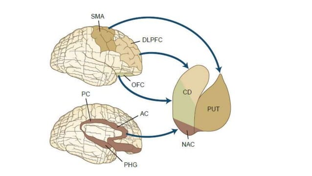Frontal lobe & subcortical circuits | PPTX | Brain and Nervous System ...