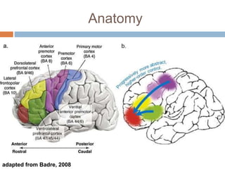 Frontal Lobe Syndrome | PPTX