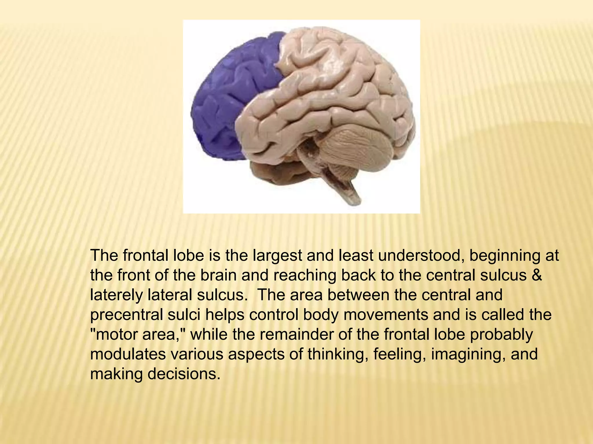 Frontal lobe syndromes | PPTX