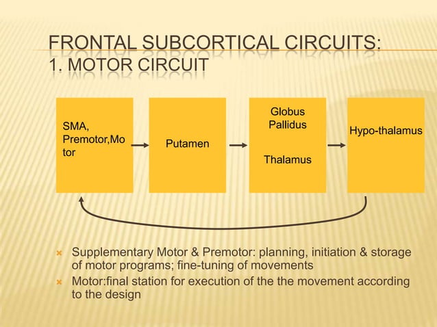 Frontal lobe syndromes | PPTX | Brain and Nervous System Disorders ...