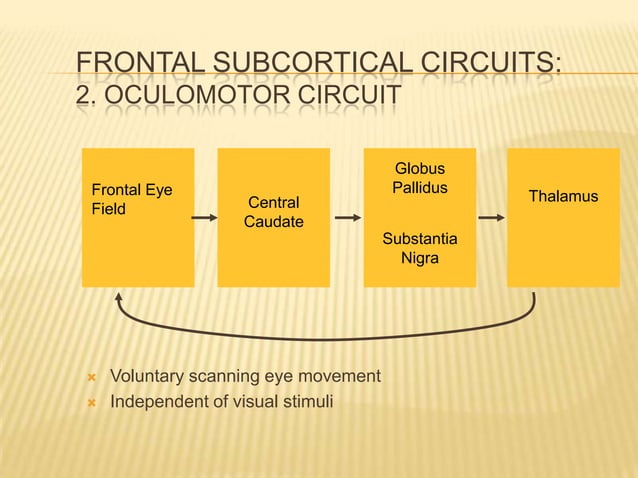 Frontal lobe syndromes | PPTX | Brain and Nervous System Disorders ...