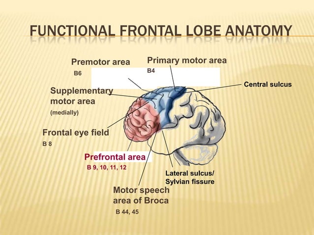 Frontal lobe syndromes | PPTX | Brain and Nervous System Disorders ...