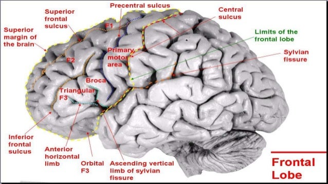 Frontal lobe syndromes