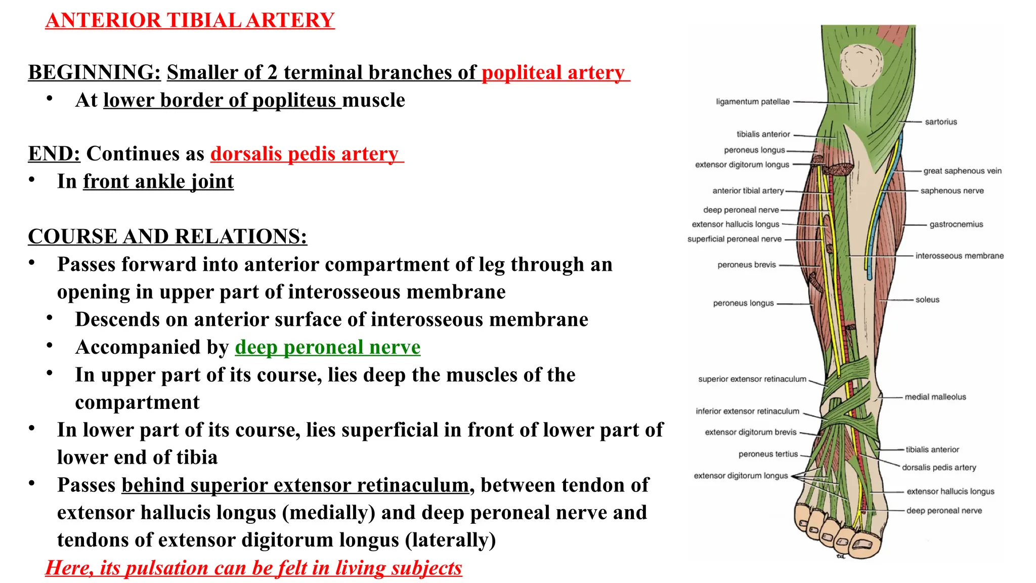 Front and lateral aspect of the leg lec 6.pptx