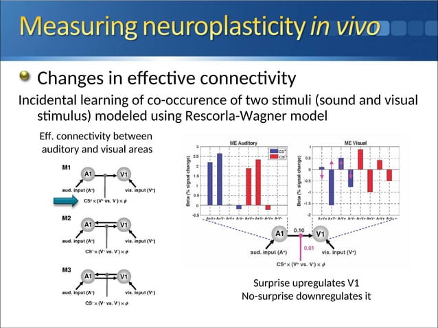 Frontiers_Measuring_plasticity_with_MRI_in_humans1.ppt
