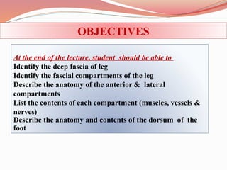 Comprehensive Anatomy of Anterior, Lateral Leg Compartments & Dorsum of ...
