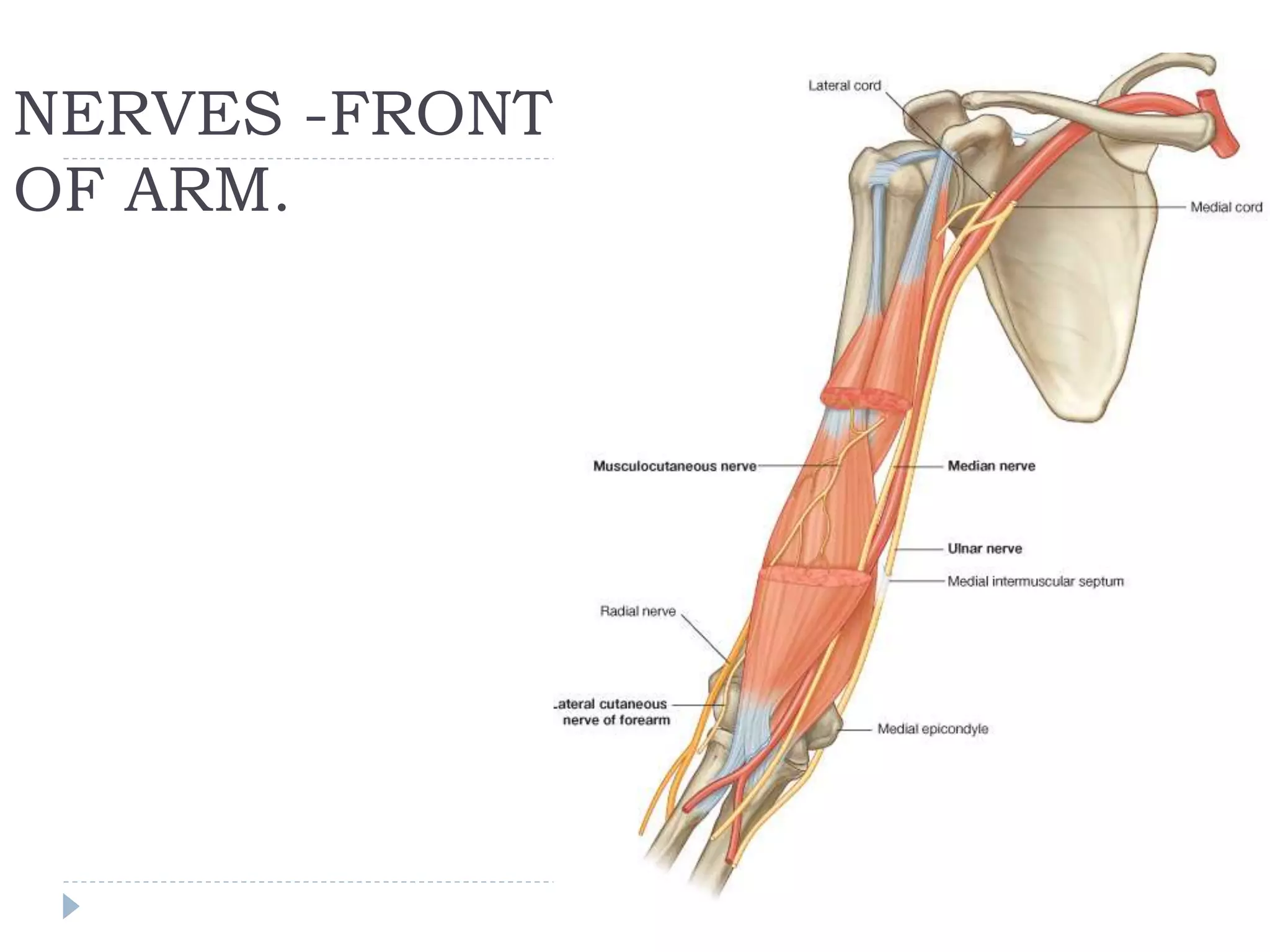 FRONT OF ARM.ppt