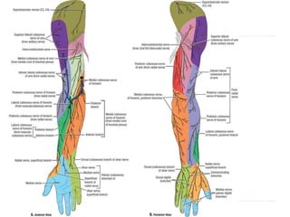FRONT OF ARM.ppt
