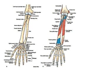 Front of forearm | PPTX
