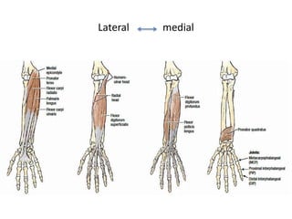 Front of forearm | PPTX