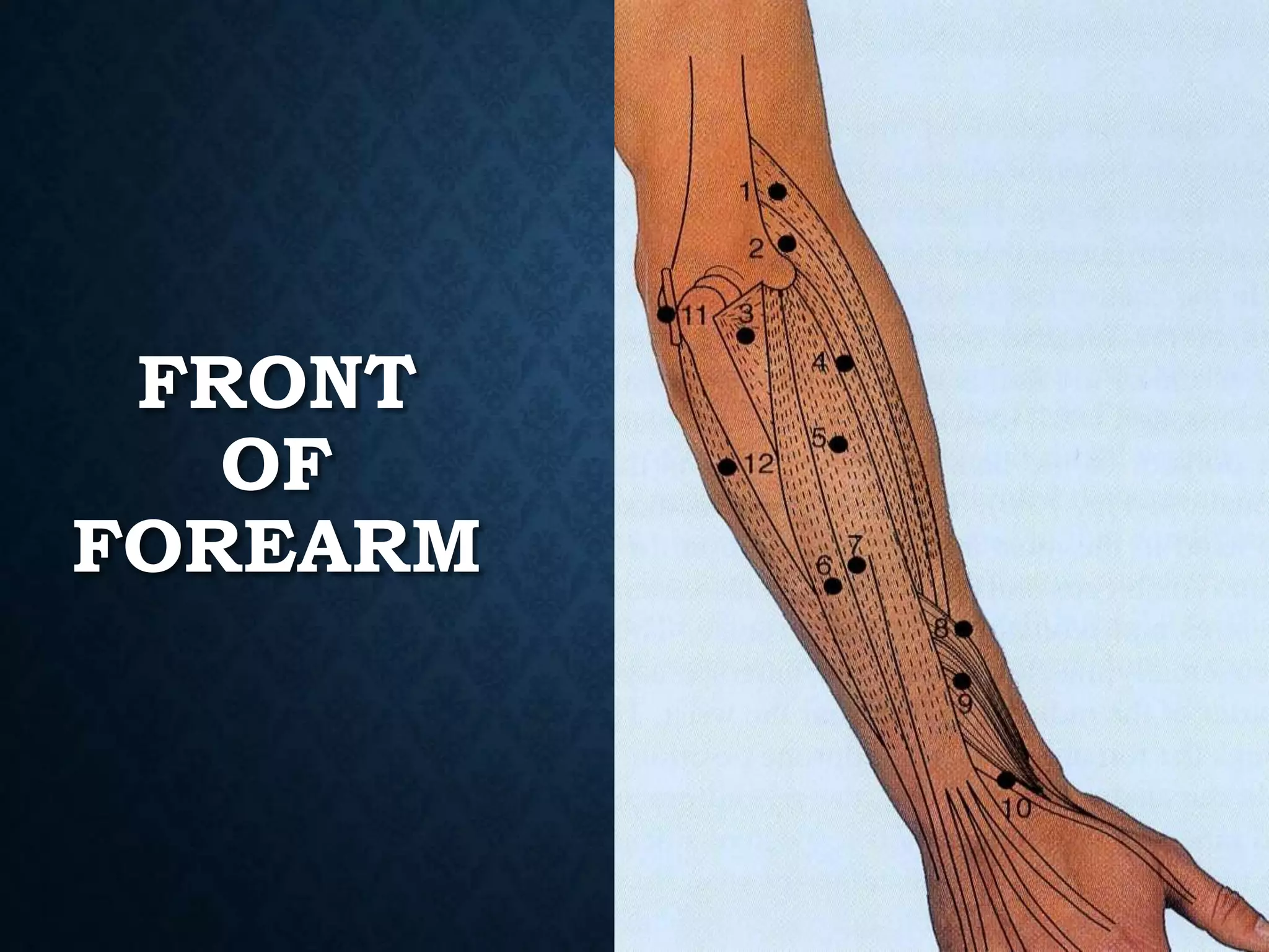 Front of forearm.pptx