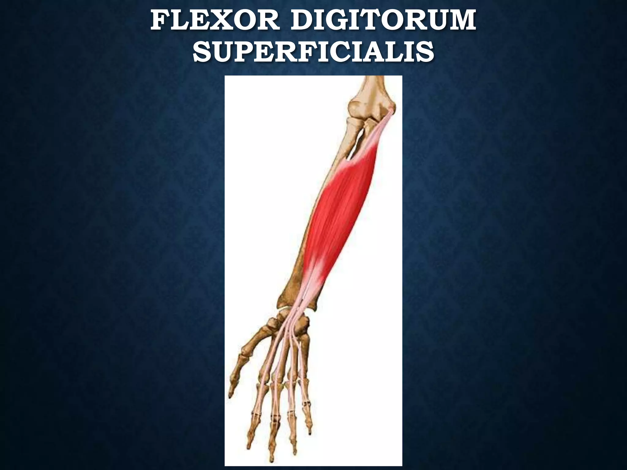 Front of forearm.pptx