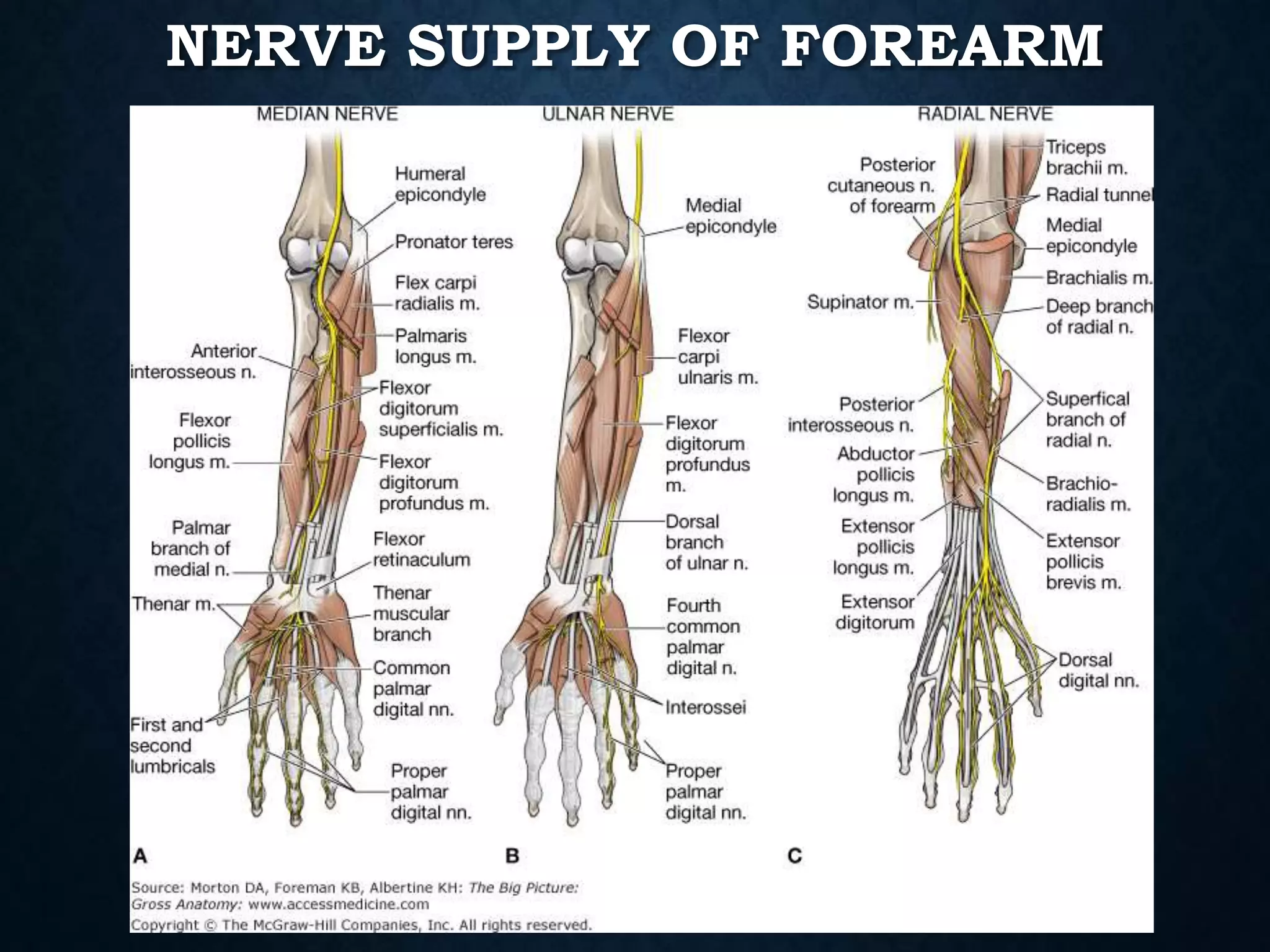 Front of forearm.pptx