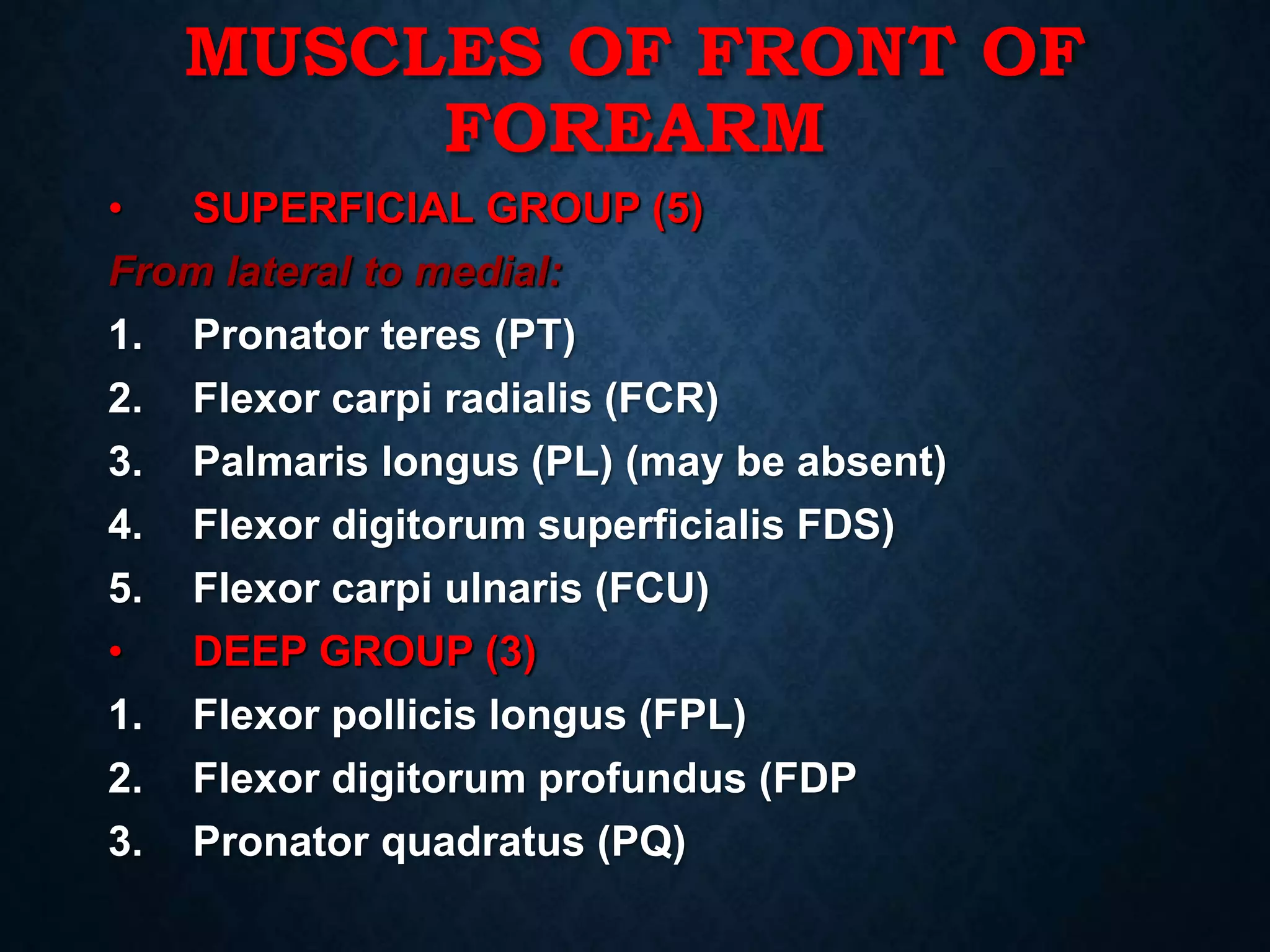 Front of forearm.pptx