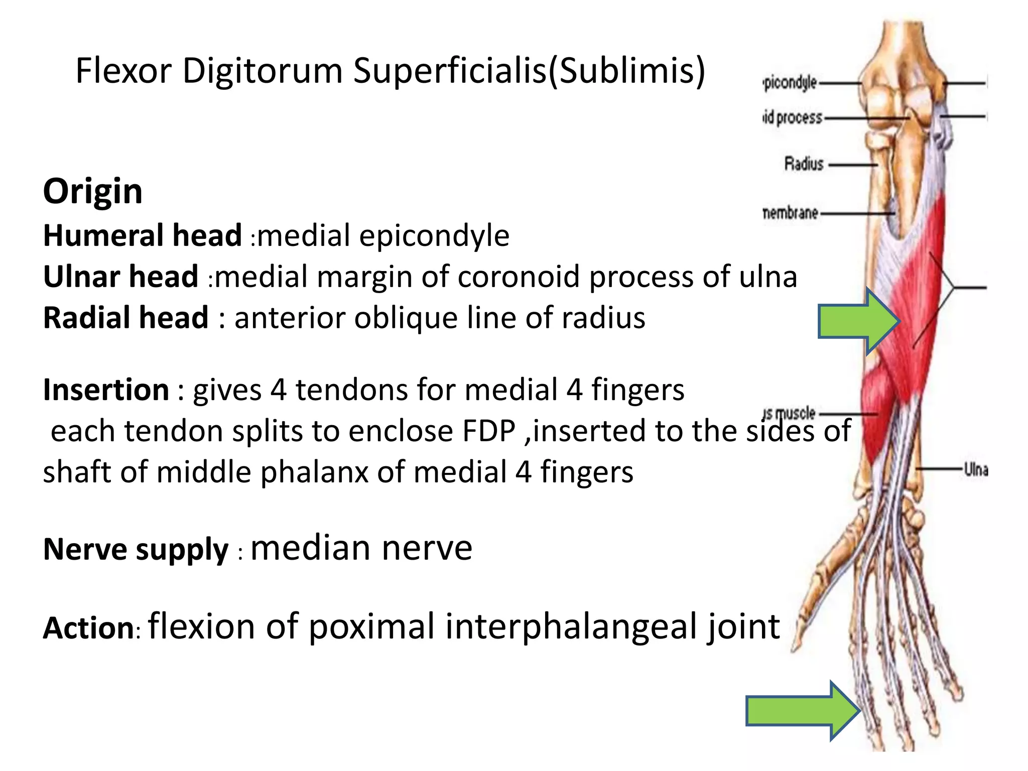 Front of forearm by vidya prashant | PPTX