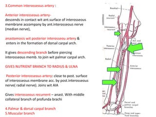 Front of forearm by vidya prashant | PPTX