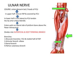 Front of forearm by vidya prashant | PPTX
