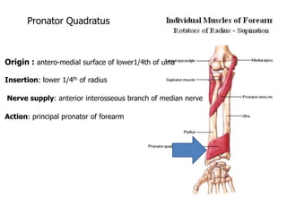Pronator Quadratus Origin And Insertion