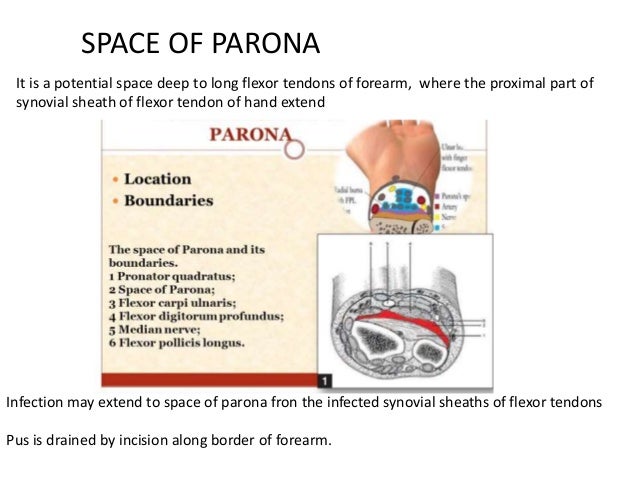 Front of forearm by vidya prashant