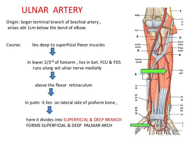 Ulnar Artery Anatomy